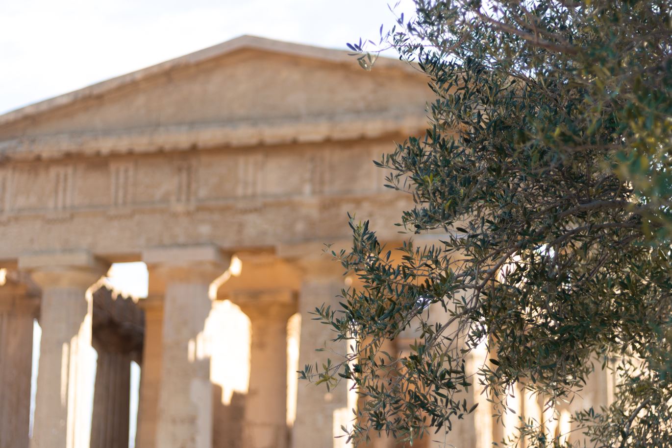 The deep roots of the Olive tree in Greece – Gaea_UK